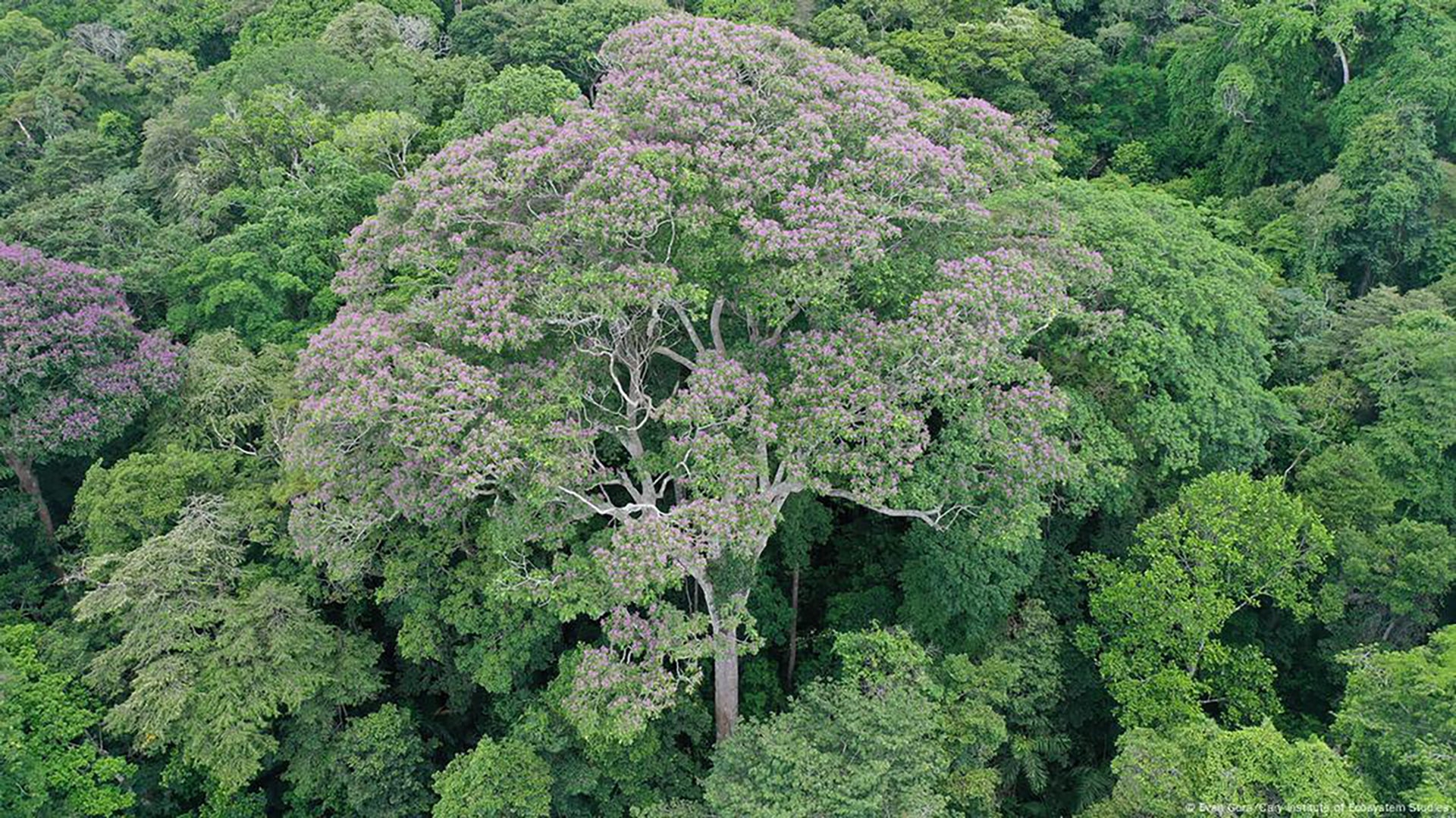EL CHOIBÁ, EL ÁRBOL QUE CONVIERTE LOS RAYOS EN ALIADOS - CONVIVIMOS digital